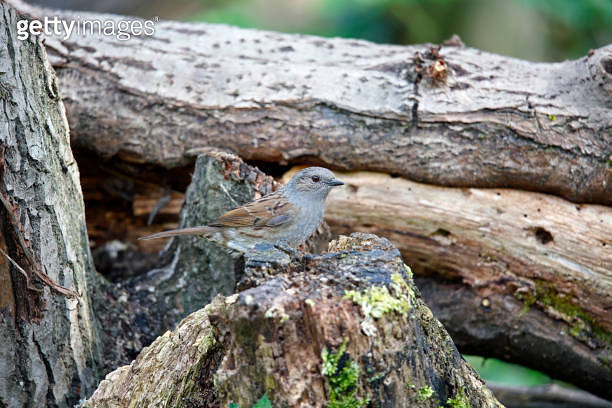 Dunnock perched up in the garden 이미지 (1392116054) - 게티이미지뱅크