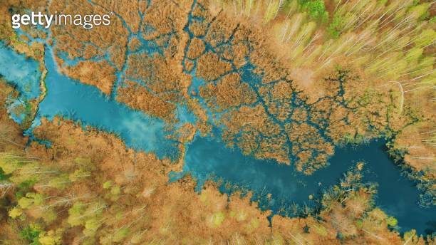 4K Aerial View Of Young Birches Growing Among Small Marsh Bog Swamp In ...