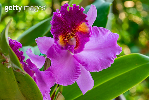 Closeup view of beautiful blooming Cattleya Orchid Flower. 이미지 ...