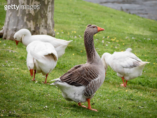 A common goose (Anser anser) upright and watchful surrounded by white ...