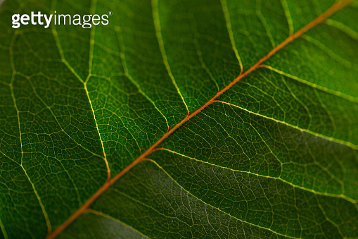 Green rose leaf, texture, dark green foliage nature, Roses Leaves ...