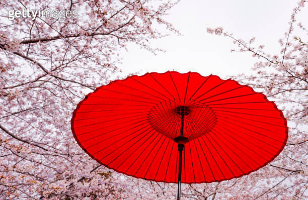 Japanese Umbrella Under The Cherry Blossoms Trees 이미지 (1368840880) - 게티 ...