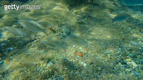 Golden grey mullet (Chelon auratus) undersea 이미지 (1367715185) - 게티이미지뱅크