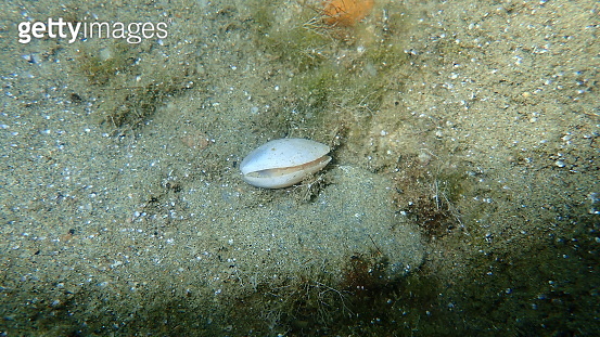 Bivalve mollusc inflated lima or file shell, inflated fileclam (Limaria ...