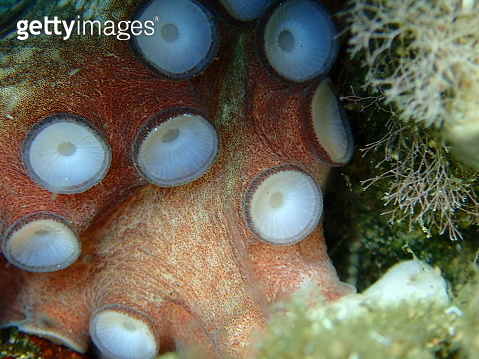 Suction cups or suckers on the tentacles of common octopus (Octopus ...