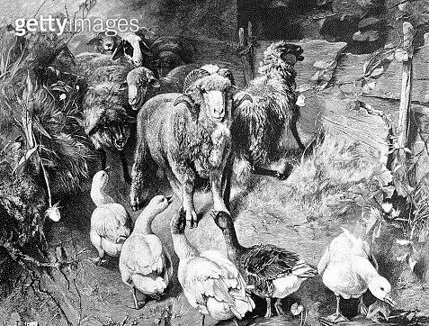 Sheep and geese at the stable entrance 이미지 (1409525539) - 게티이미지뱅크