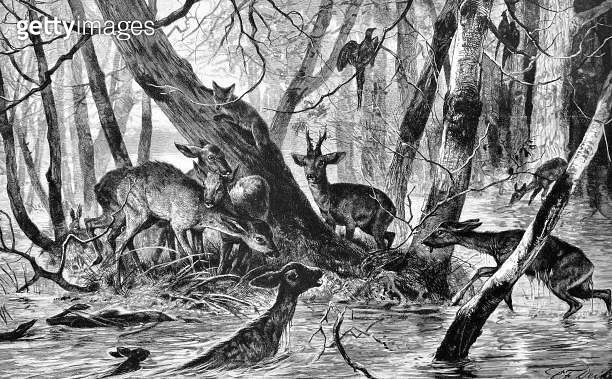 Animals reach a piece of land that saves them from flooding 이미지 ...