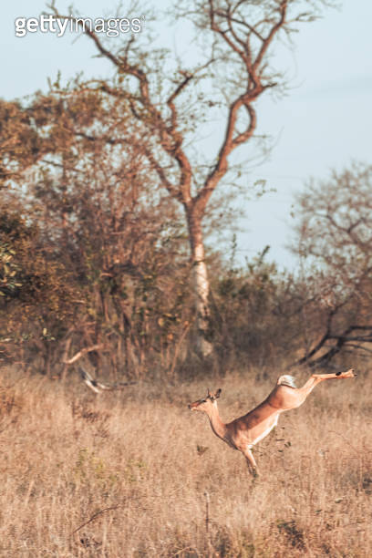 Impala Running Motion jumping standing on front legs (1420955304) - 게티이미지뱅크