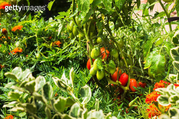 Home grown plum tomatoes, also known as a processing tomato or paste tomato. Bunch of tomatoes ...