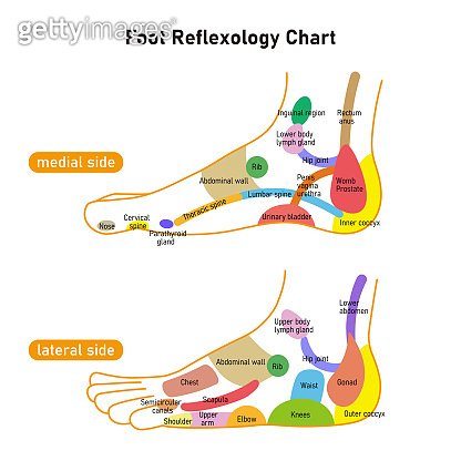 Illustration of the reflex zone and foot acupoint on the side of the ...
