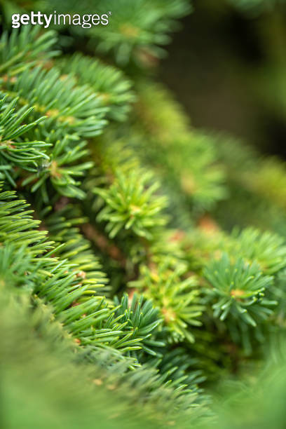 Close-up shot of fur tree branches at sunny day 이미지 (1404818322) - 게티이미지뱅크