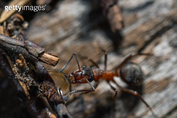 Extreme close-up shot of the ant drinking drop of water (1408052488 ...