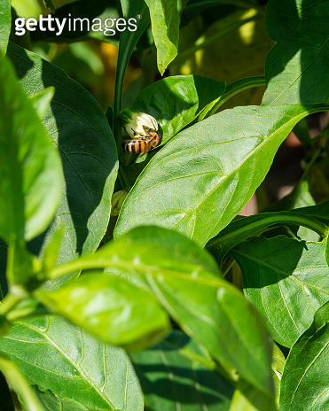 A bee pollinates a pepper flower. Green background of vegetable pepper ...
