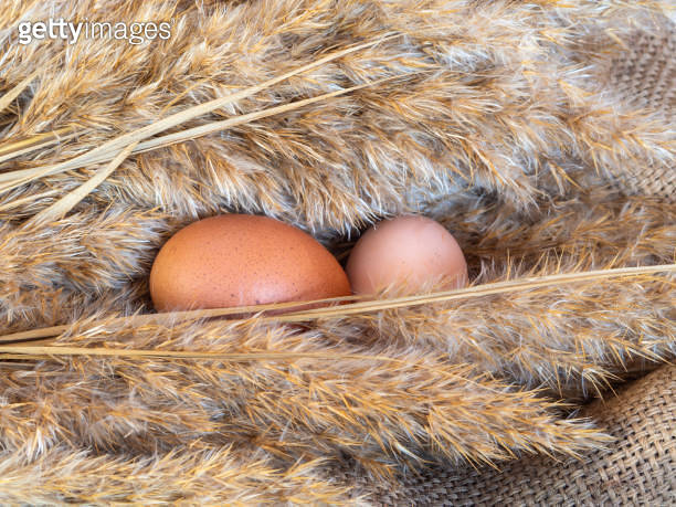 Two eggs in dry grass on an eco-farm. Close-up of red chicken eggs in ...