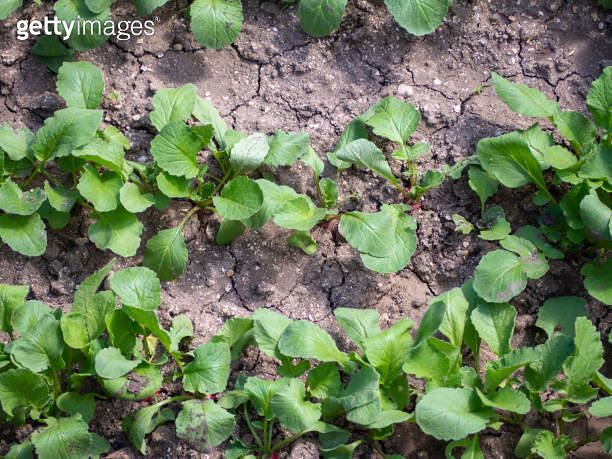 Radish shoots with small root crops in the garden, top view. A young ...