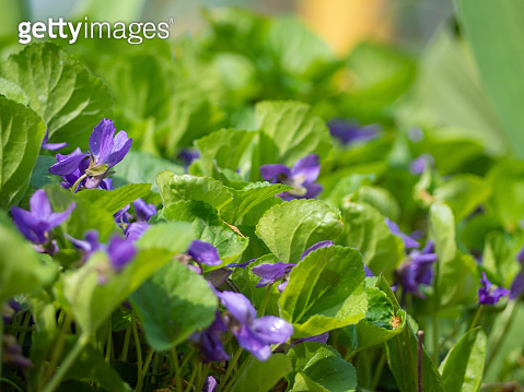 Spring flowering of fragrant violets. Wild violet flowers 이미지 ...