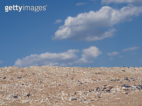 Mountains of small and large, colorful seashells against a cloudy sky ...