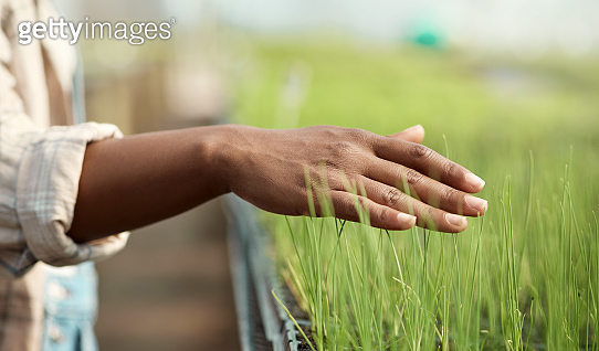 Hand of a farmer touching grass. Closeup of a farmer running her hand ...