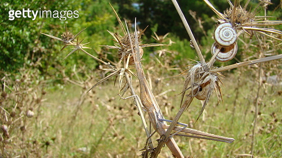 Stick Insect Amazing Camouflage animals. Camouflage insects. Beautiful ...