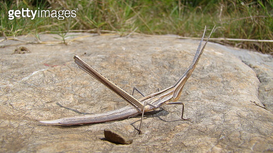 Stick Insect Amazing Camouflage animals. Camouflage insects. Beautiful ...