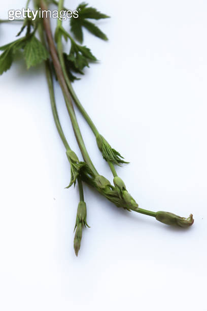 Hop buds on white, also called in italian Bruscandoli. Humulus lupulus ...