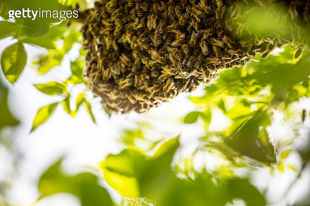 blurred bee swarm drone flew out and stuck around tree branches, view ...