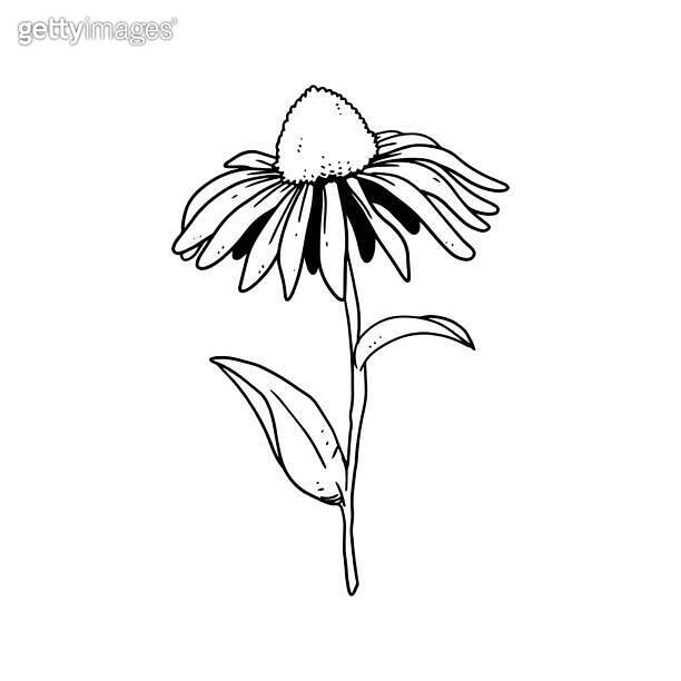 a beautiful outline illustration of a coneflower (1365086771) 일러스트, 무료 ...
