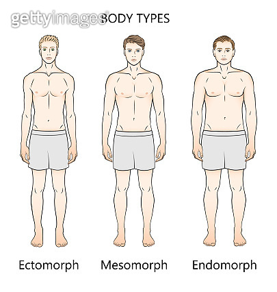 Human body types. Three figures. Forms: ectomorph, mesomorph and ...
