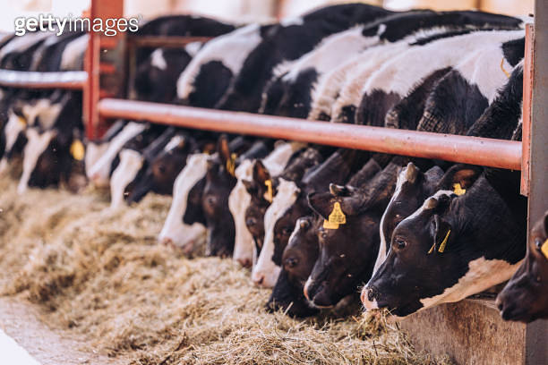 Cattle grazing at feeding stall in a row - creative stock image 이미지 ...