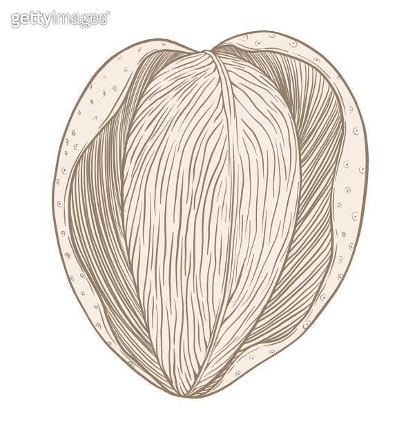 Simple decorative illustration of an almond nut in a shell on a white ...