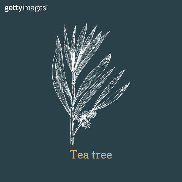Tea tree branch, sketch in vector, design element. Botanical drawing in ...