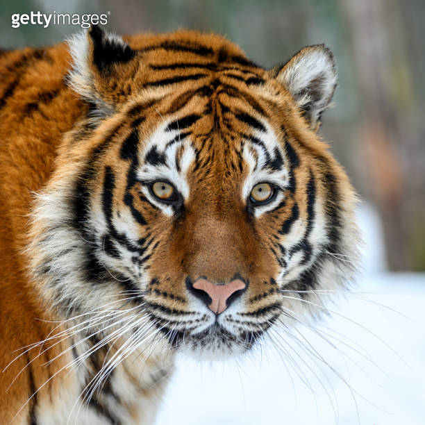 Portrait closeup Adult Tiger in cold time. Tiger snow in wild winter ...
