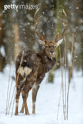 Male deer looking back in the winter forest. Animal in natural habitat ...