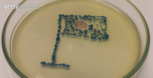 Growing bacteria in HiCrome UTI Agar media in microbiology lab. Micro ...