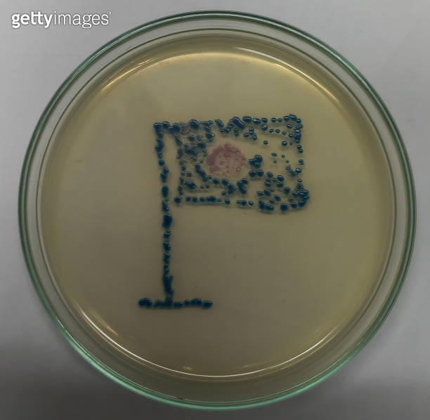 Growing bacteria in HiCrome UTI Agar media in microbiology lab. Micro ...