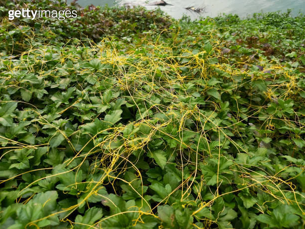 Cuscuta or Tali putri is one of the genera of flowering plants. This ...