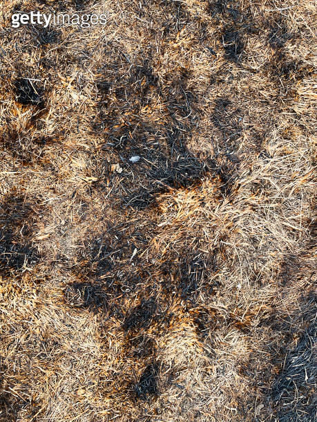 Aftermath of a grass fire in Epping Forest 이미지 (1409856559) - 게티이미지뱅크