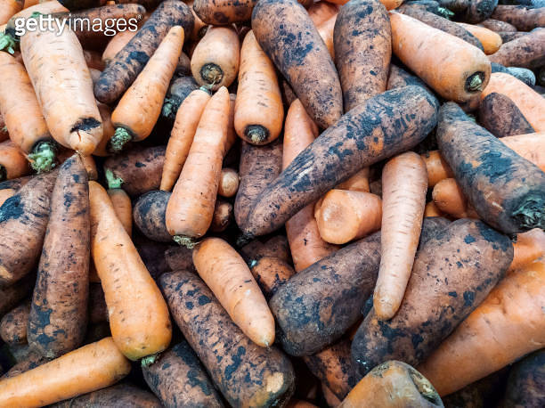 Textured background of fresh large orange carrots. Macro photography of ...