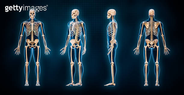 Accurate human skeletal system 3D rendering illustration. Anterior ...