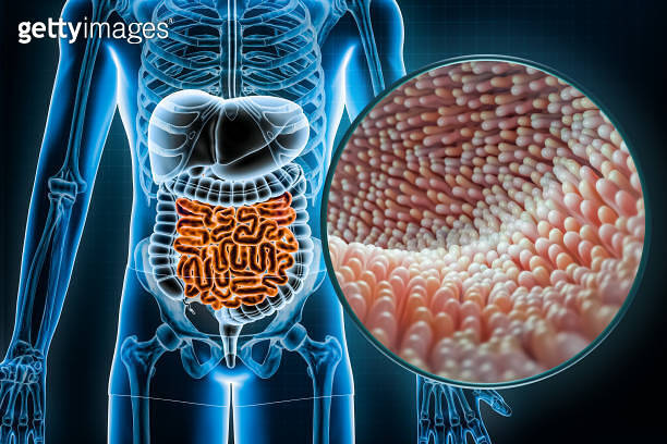 Human digestive system and gastrointestinal tract with microvilli of ...