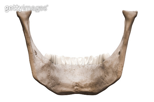 Human mandible or jaw bone with teeth posterior or back view ...