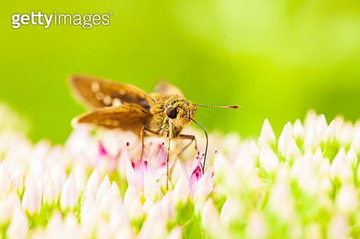 Rice skipper butterfly, A butterfly is on the flower 이미지 (1426230311 ...