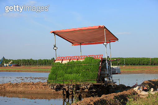 Farmers planting rice in field by using rice planting machine 이미지 ...