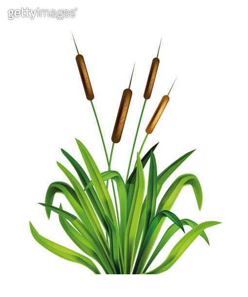 Swamp grass illustration, vector reed water plant, river cartoon green ...