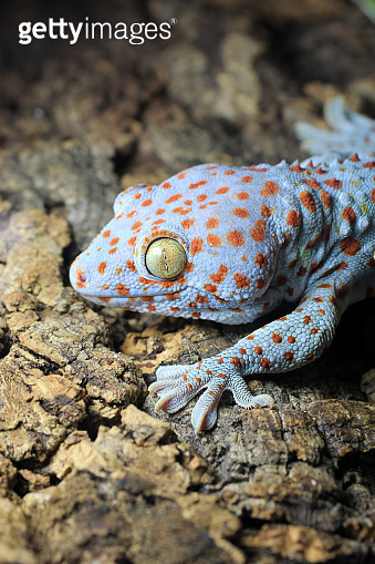 Gekko gecko, Tokay Gecko macro. close-up bright lizard, blue lizard ...