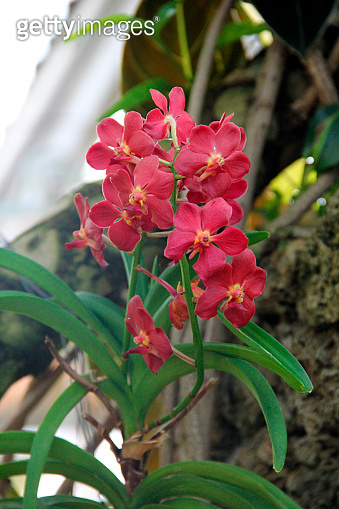 red vanda. Ascocenda Orchid. Beautiful Ascocenda red flowers close-up ...