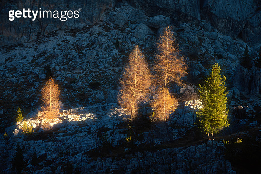 Trees lighted by sun beams in alpine mountains at sunset in autumn in ...