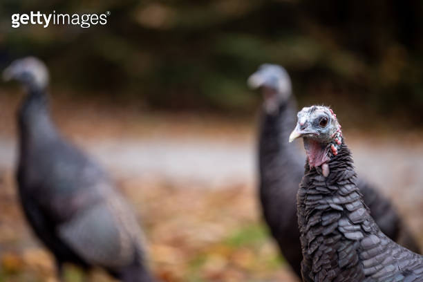 Group of Wild Turkey in Autumn in Mont Tremblant National Park, Quebec ...