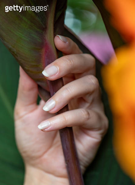 Hand caressing tropical plants 이미지 (1408647046) - 게티이미지뱅크