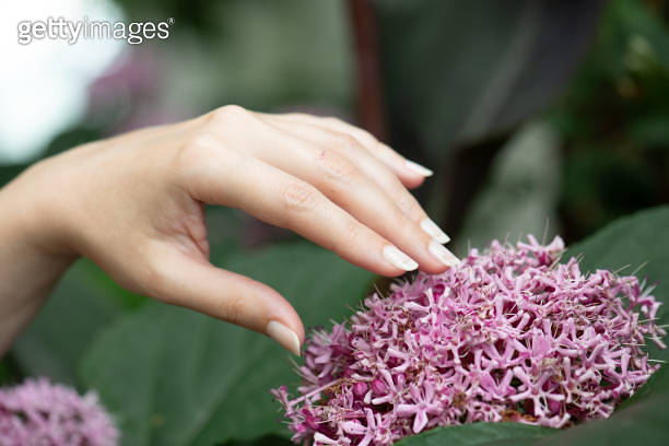 Hand caressing tropical plants 이미지 (1408646940) - 게티이미지뱅크